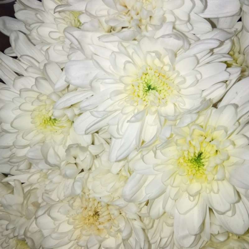 Jual Jimla Putih Fresh Flower Bunga Potong Tangerang Gading Serpong Di ...