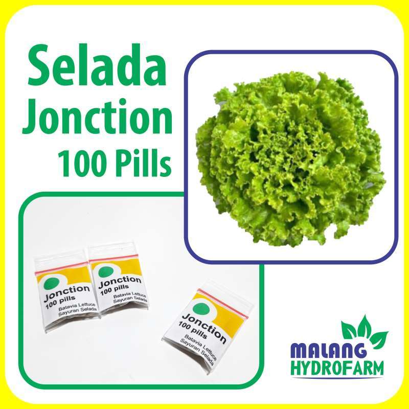 Jual Benih Selada Batavia Jonction RZ 100 pills biji keriting hijau ...