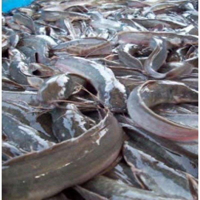 Ikan Lele 1 Kilo Gratis Ongkir 🏷️ Harga Murah Juni 2026