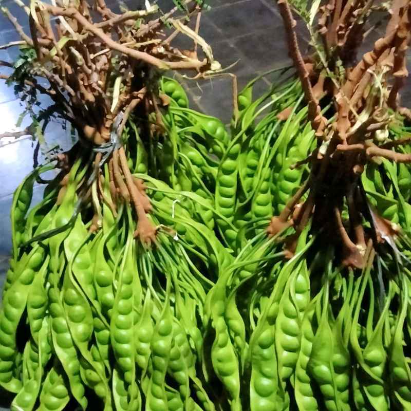 Buah Pete Bibit Tanaman Buah Petai Pete / Pohon Petai Di Dendi Tanaman