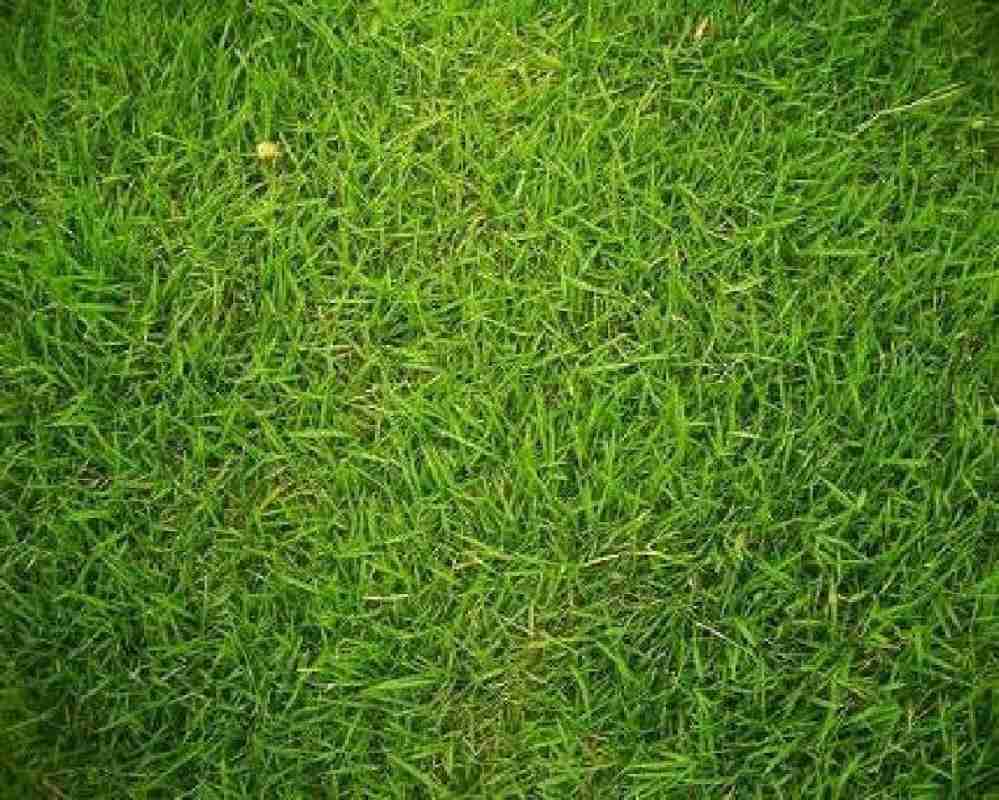 Jual Rumput Jepang Per Meter Original Murah - Harga Diskon Juli 2024 ...