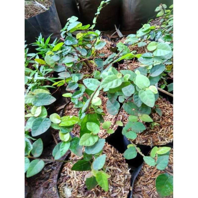 Jual tanaman dolar pohon dolar kecil tanaman rambat pagar di Seller ...