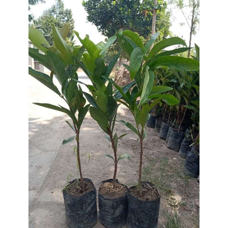 Promo BIBIT BUAH JAMBU AIR CITRA MERAH SEEDLING SEMAI BIJI Diskon 67% ...