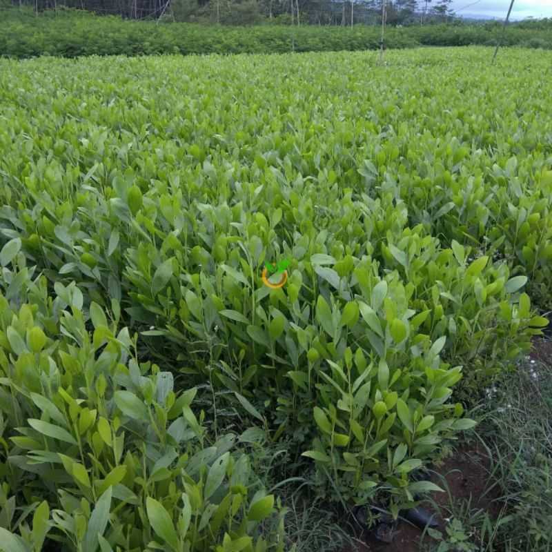 Pohon Akasia Mangium