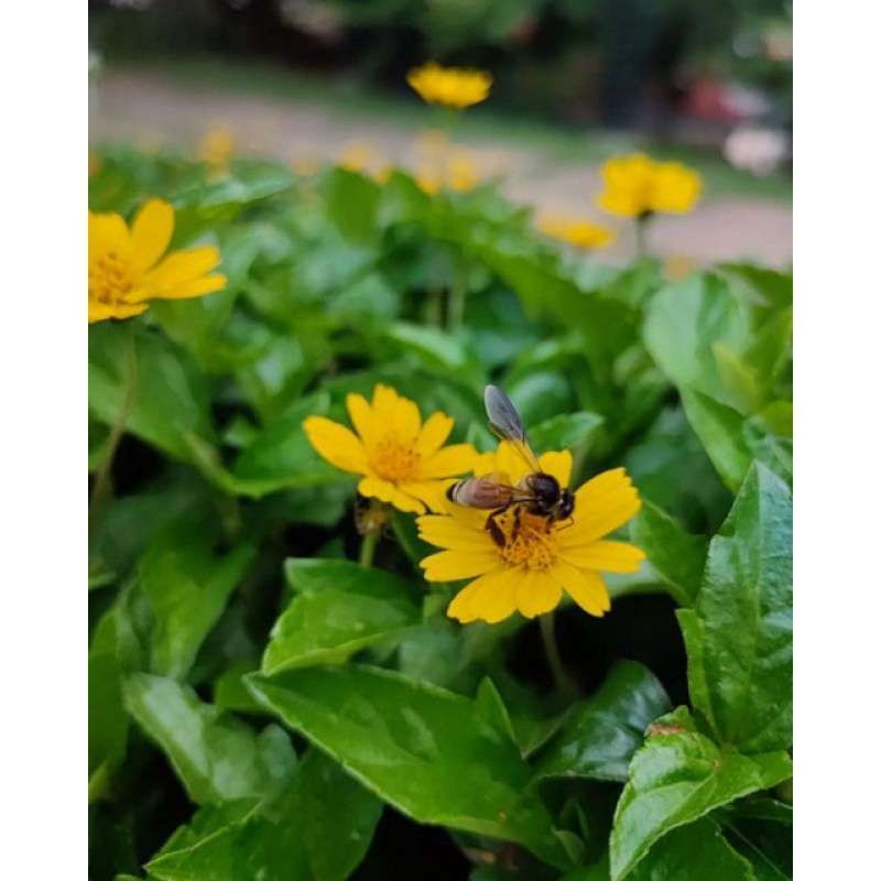 Jual Tanaman hias wedelia / bunga seruni / widelia / Sphagneticola ...