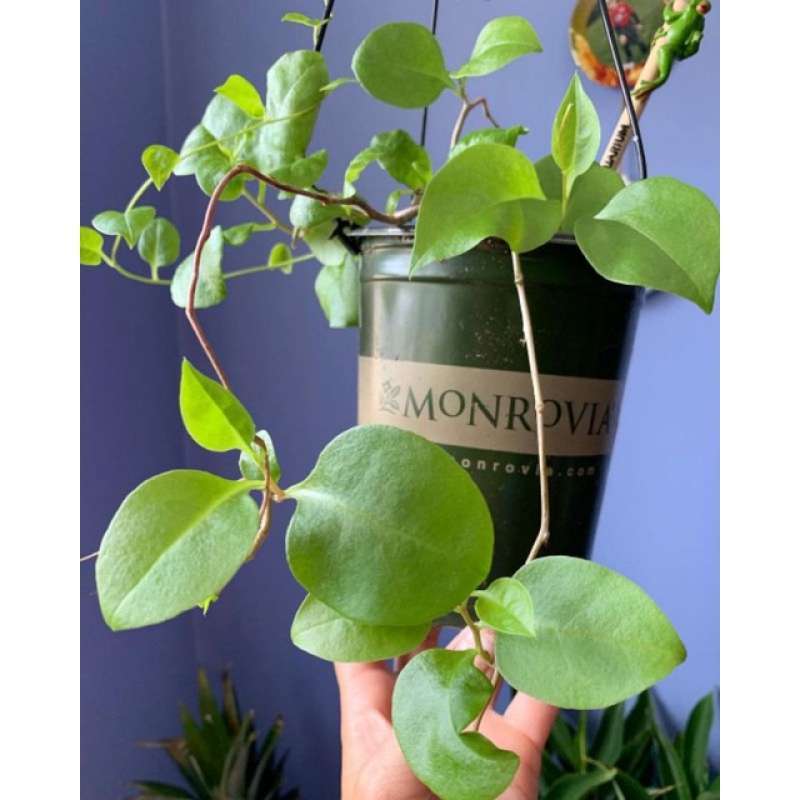 Jual Tanaman Herbal Binahong Hijau Madeiravine Anredera Cordifolia