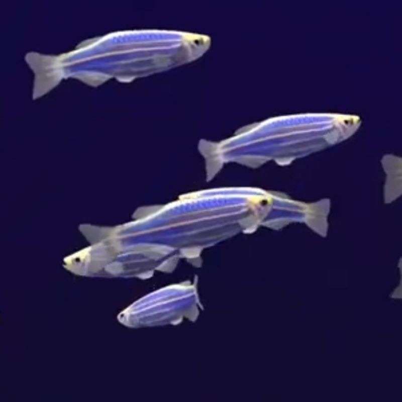 Jual glofish danio/ ikan zebra biru di Seller Hans fish - Gabahan, Kota ...