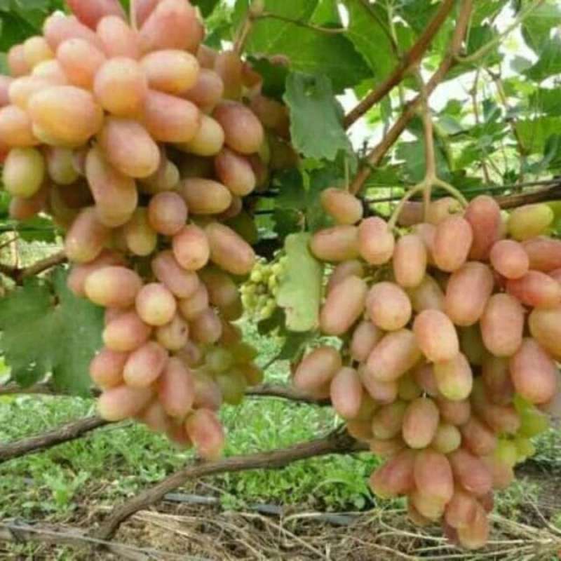 Promo Asli! Bibit Anggur Transfiguration Grafting Diskon 42% di Seller ...