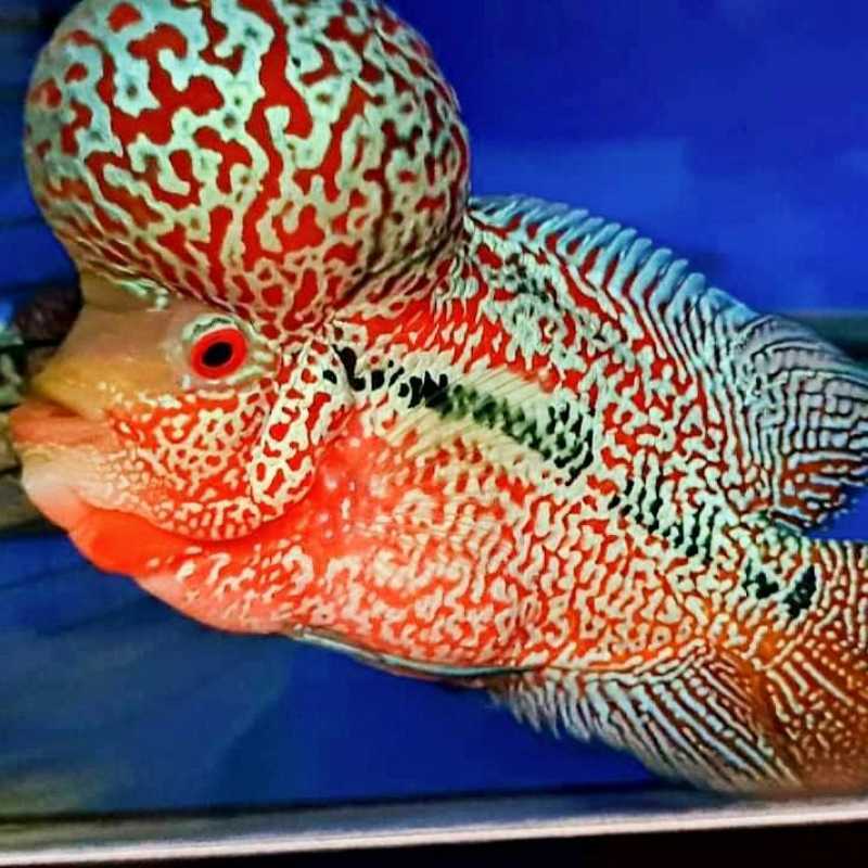 Jual jenis louhan KSRM king super red magma burayak gen Thailand size 2 ...