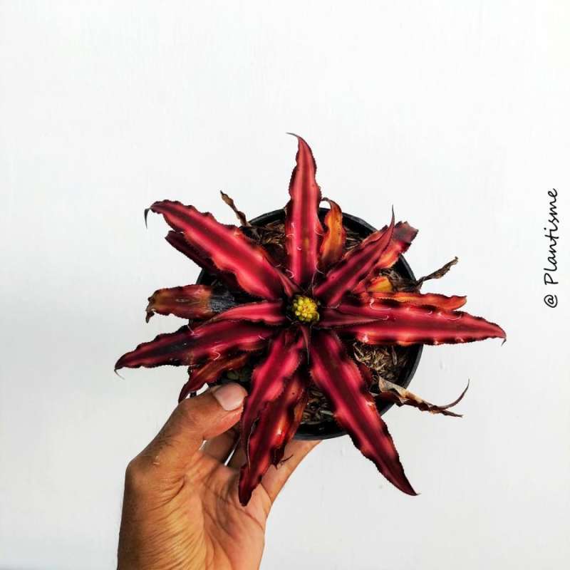 Jual Cryptanthus Red Ruby Earth Star Tanaman Terrarium Paludarium ...