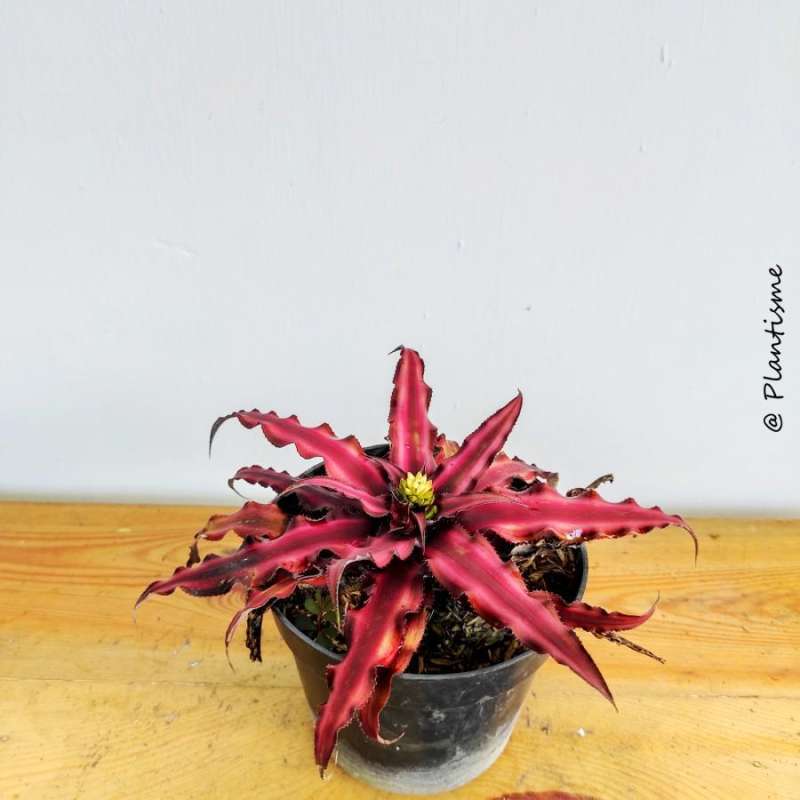 Jual Cryptanthus Red Ruby Earth Star Tanaman Terrarium Paludarium ...