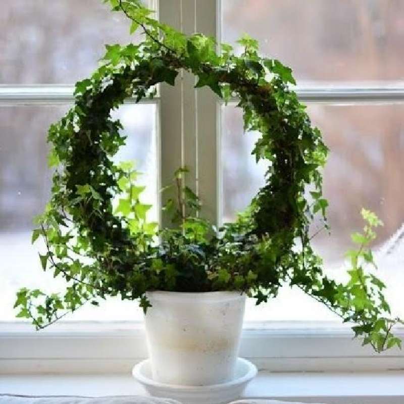 Jual Loop Planters - 35cm Media Rambat Turus Besi Bulat Tanaman Hias di ...