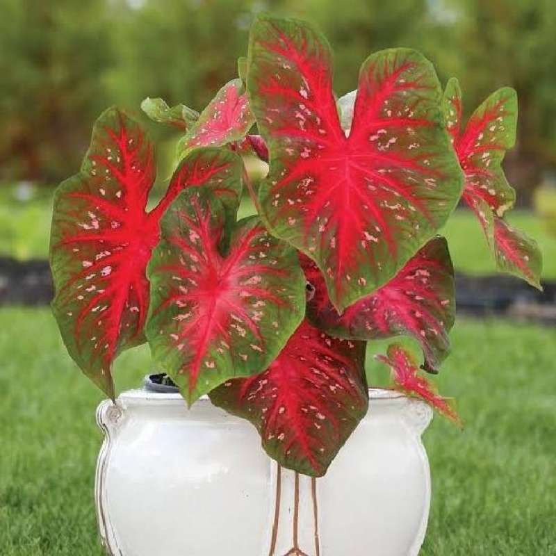 Jual Red Splash Caladium Varieties di Seller Plantismeid - Halim ...
