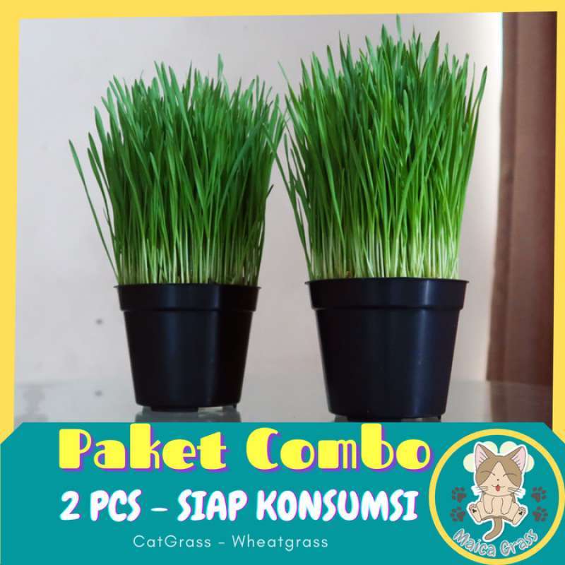 Promo [NO BRAND] PAKET COMBO - RUMPUT KUCING siap konsumsi - Wheatgrass ...