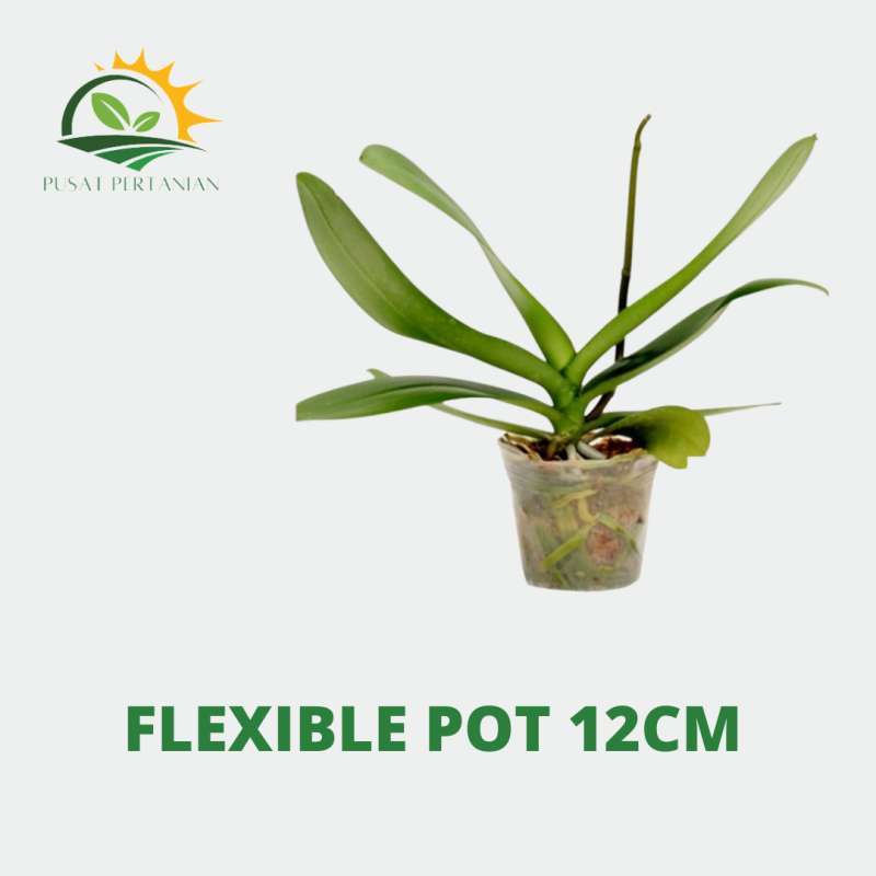 Jual Media Tanam Bunga 💯 Harga Murah & Kualitas Terbaik Juni 2025