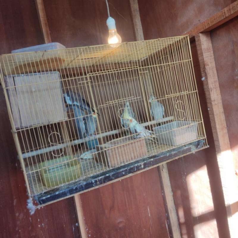 Promo burung falk parkit australia dewasa jantan betina ready + glodok ...