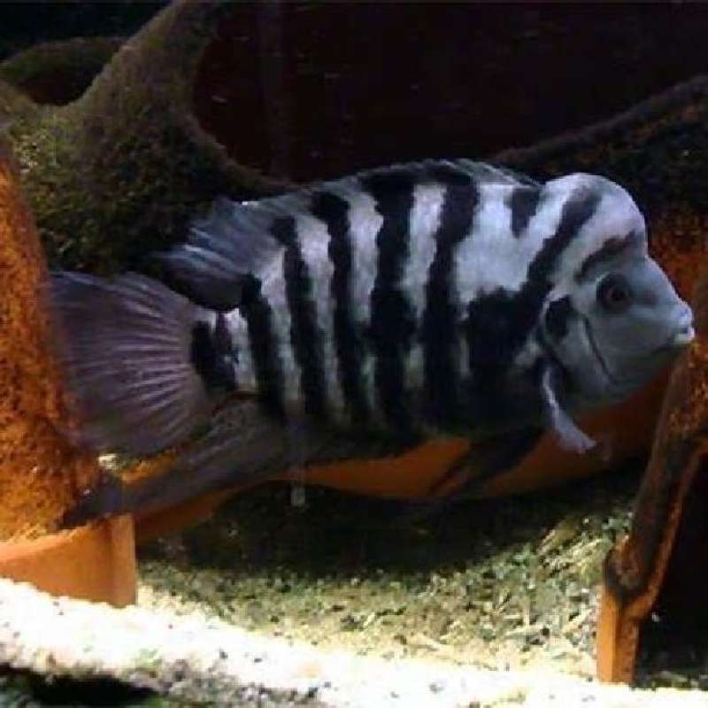 Jual IKAN HIAS BLACK CONVICT CICHLID ZEBRA TANKMATE AQUASCAPE di Seller ...