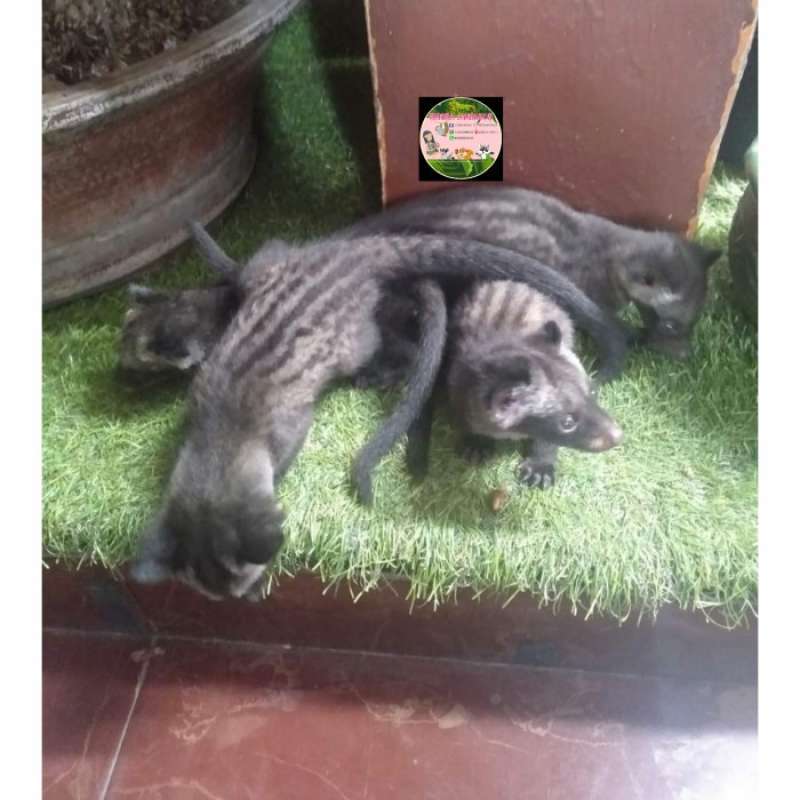 Musang Pandan Jinak