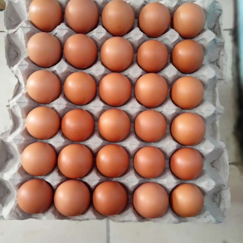 Jual Jakarta Sembako Telur Ayam Negeri [1 Kg] Halal di Seller Jakarta ...