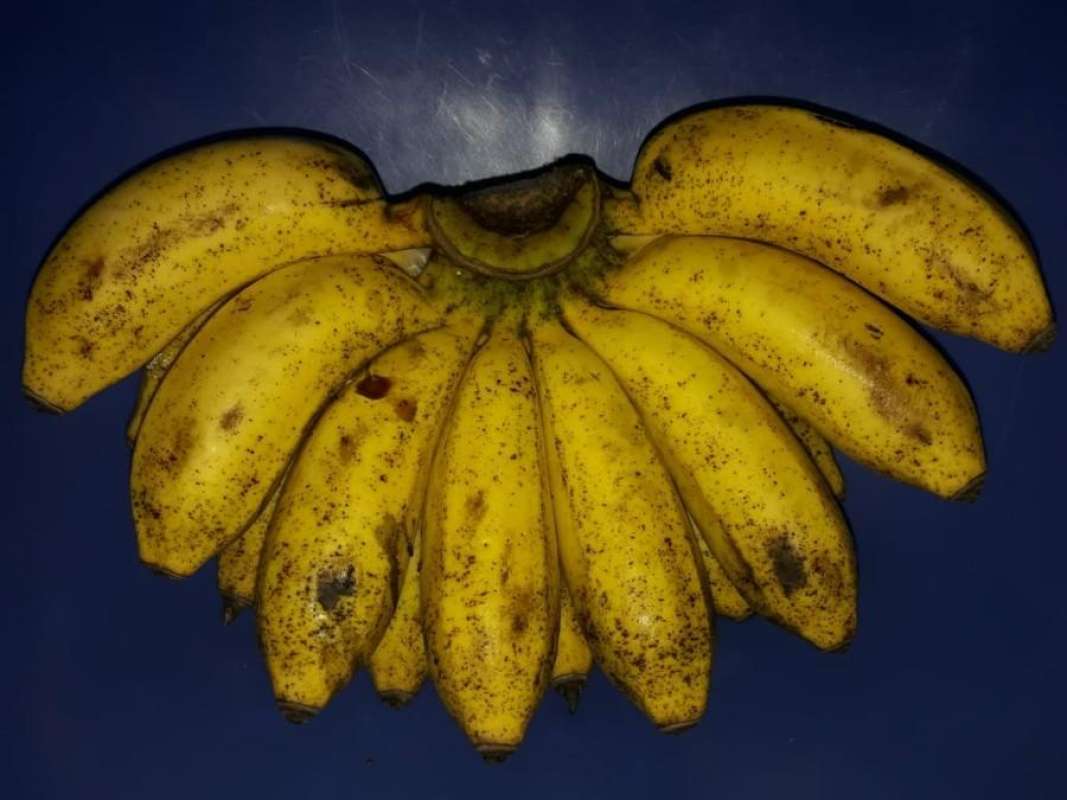 Jual Buah Pisang Susu Di Seller Cmf Shop Kota Semarang Jawa Tengah