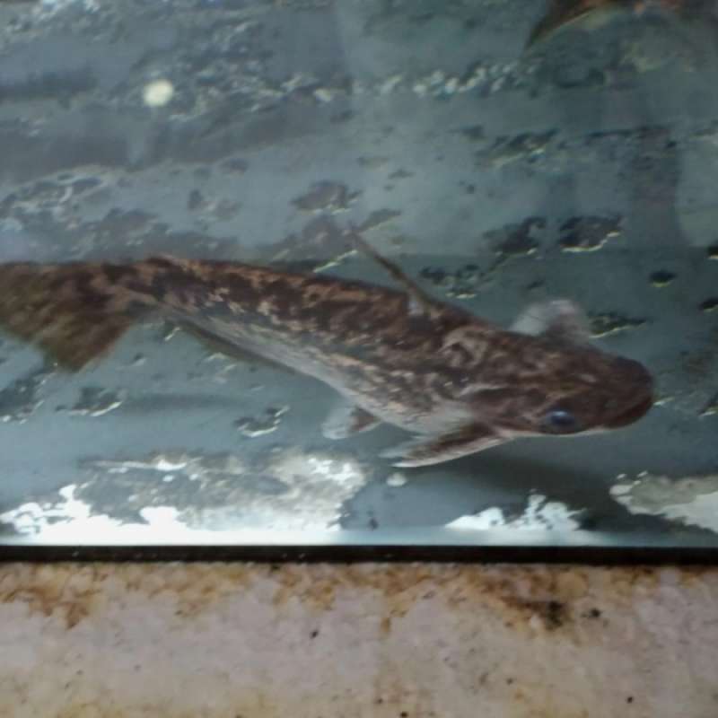 Jual Hiasan Aquarium Ikan Hias Ikan Columbian Catfish Tankmate Predator ...