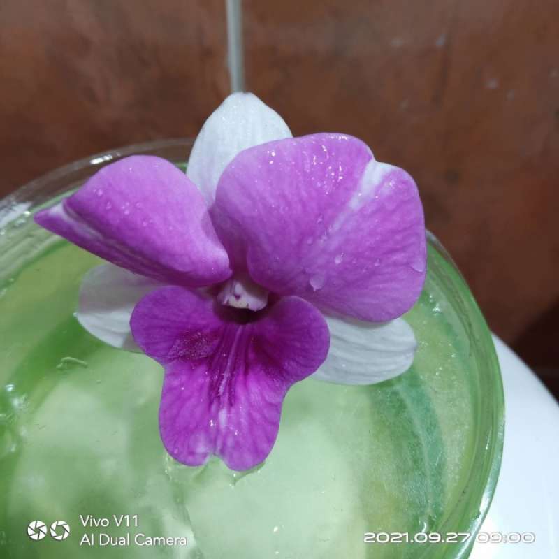 Promo anggrek dendrobium mini Diskon 59% di Seller home applypart ...