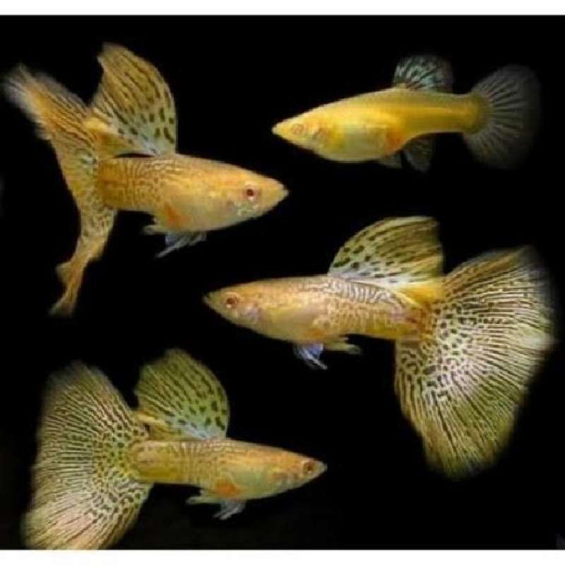 Jual hiasan aquarium Ikan Guppy Yellow Cobra Albino di Seller Waroeng Boemi - Duren Mekar, Kota ...