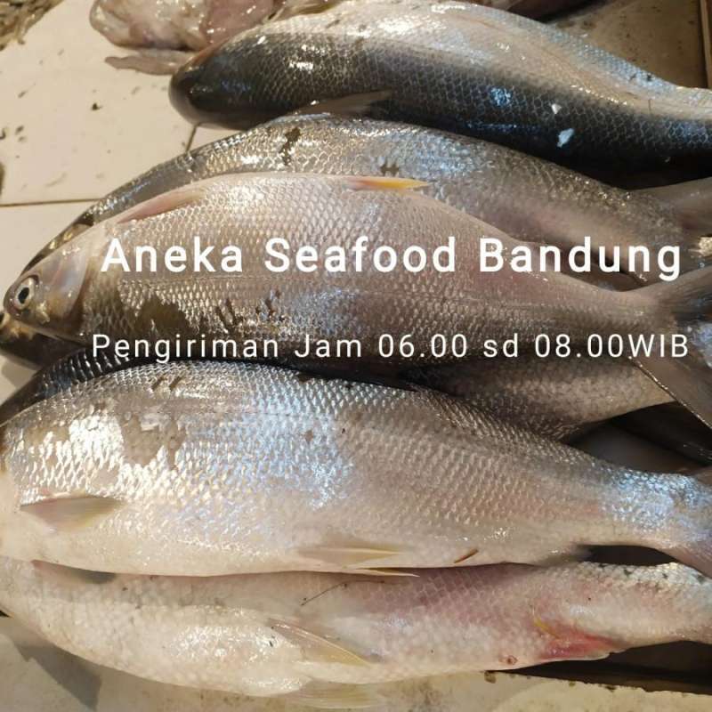 Jual IKAN BANDENG BESAR SEGAR 1kg Isi 1-4 ekor di Seller ANEKA SEAFOOD ...