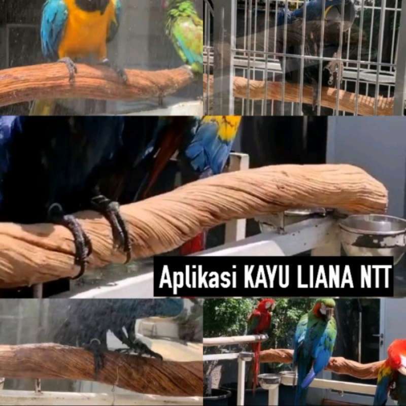 Jual Kayu Liana Untuk Tangkringan Burung Parrot/ Tangkringan Burung di ...