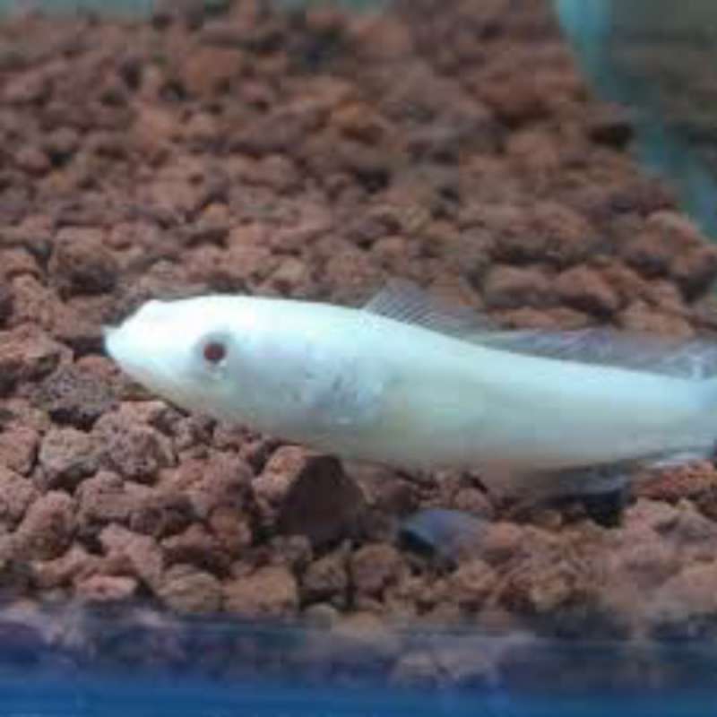 Jual Ikan Channa Albino Merah di Seller DENTA PET SHOP - Kalibata, Kota ...