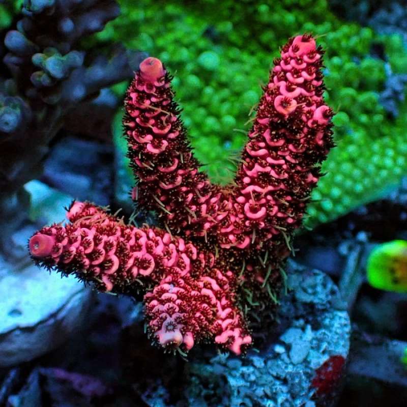 Promo Acropora Millepora Pink - SPS Diskon 23% di Seller Paws Petshop ...