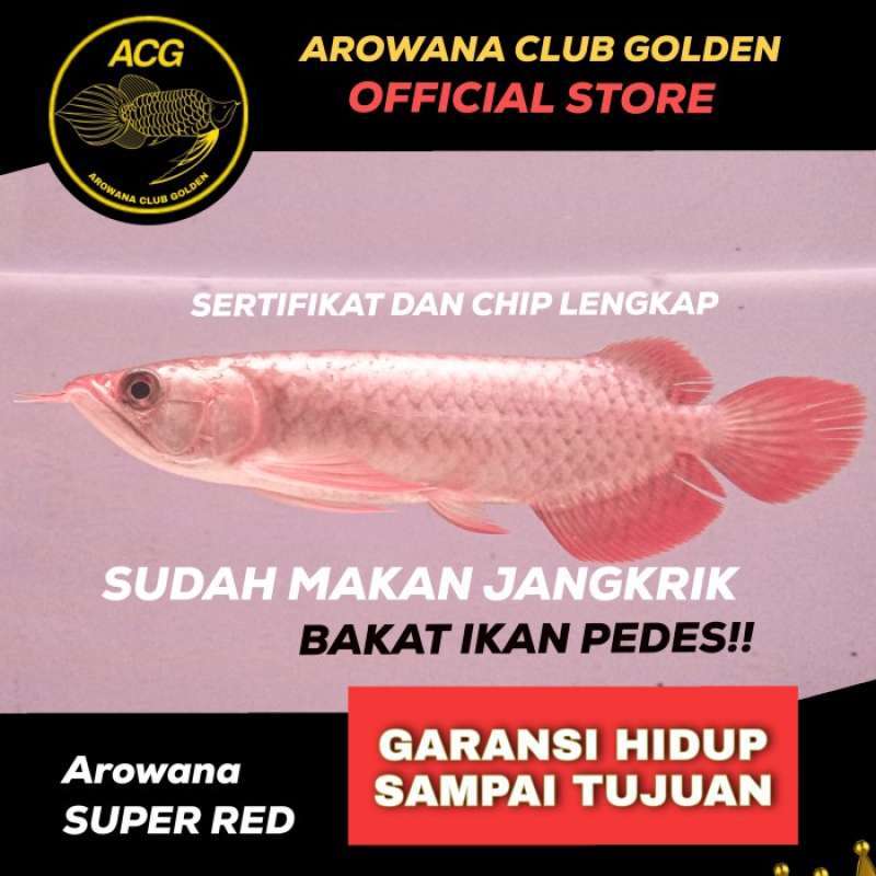 Promo ikan Hidup Arwana Super Red / Arowana Super red Bakat Pedes Chili ...