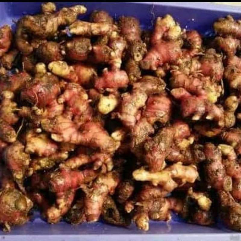 Jual Jahe Merah 250 Gram Di Seller Toko 168 - Mama Muel - Kota ...