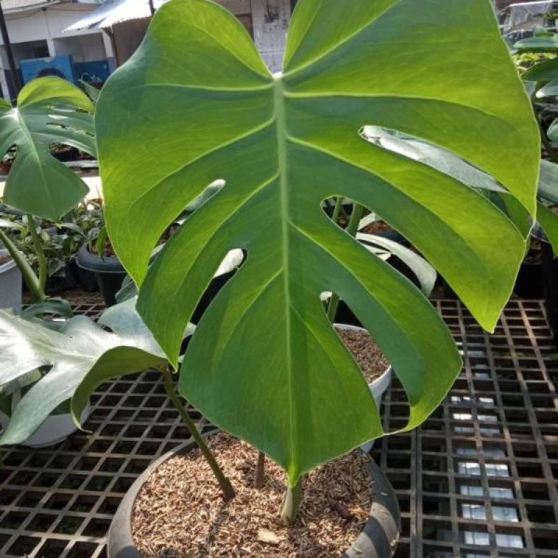 Jual tanaman monstera di Seller Raka onlineshop - Sasak Panjang, Kab ...