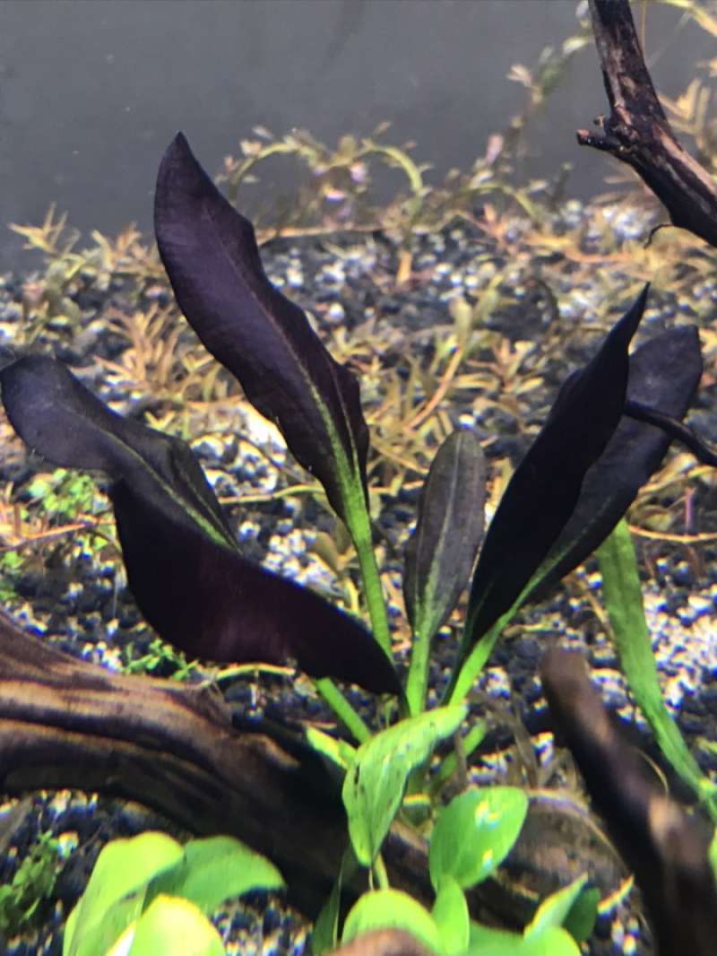 Promo Echinodorus A.Flame Tanaman Aquascape (Rare) Diskon 33% di Seller ...