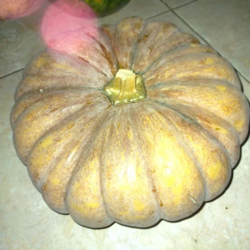 Jual Labu Kuning Ukuran Berat 2 Kg - Ibaza Fruitbox - Pumpkin 3kg Di ...