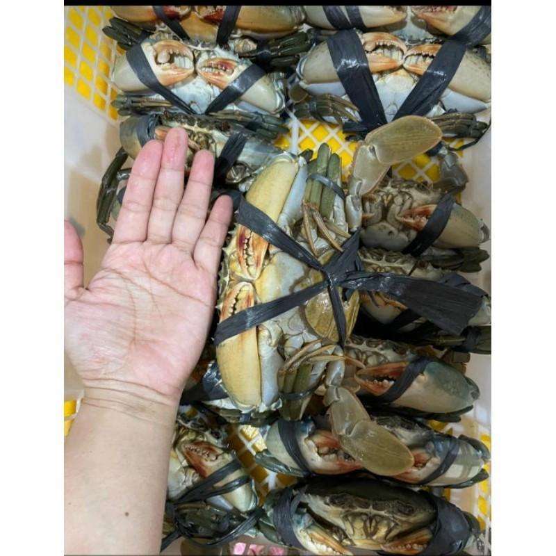 Jual KEPITING BAKAU HIDUP JUMBO 1 KG di Seller Vifarm Market ...