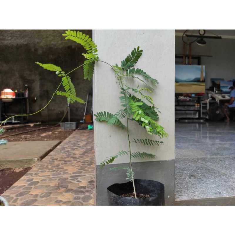 Jual Daun Saga Original Murah - Harga Diskon Juli 2024 | Blibli.com