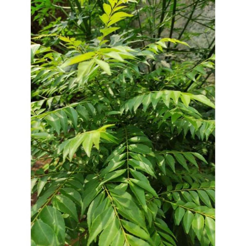 Jual Daun Segar Salam Kari Daun Salam Kari Koja Temuru Untuk Bumbu ...