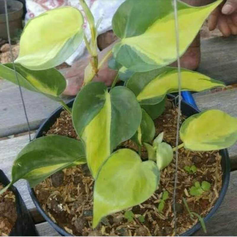 Jual Pohon Sirih Gading Berazil Tanaman Hias Gantung Di Seller ...