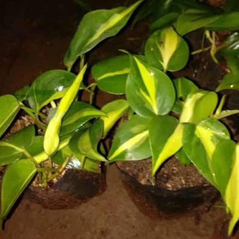 Jual Pohon Sirih Gading Berazil Tanaman Hias Gantung Di Seller ...