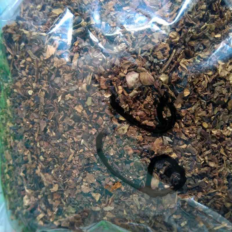 Jual Tembakau Rajangan Terdekat 🏷️ Harga Grosir Murah Terupdate Hari ...