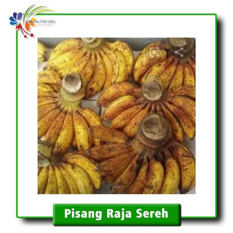 Jual Pisang Raja 1 Kg Termurah - Harga Grosir Terupdate Hari Ini | Blibli