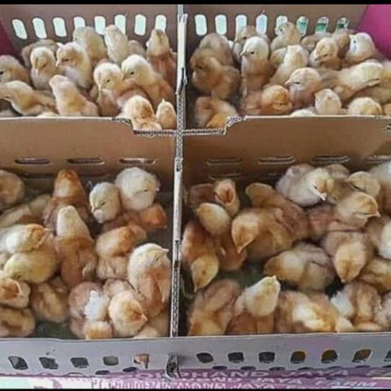 Promo Doc Ayam Petelur 1 Box Isi 102 Ekor Diskon 23% Di Seller Tiny ...