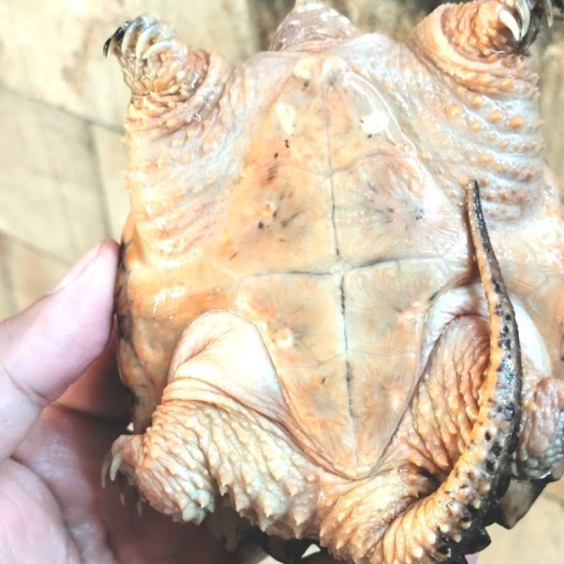 Promo cst common snapping turtle Diskon 33% di Seller Gerfield Pet Shop ...
