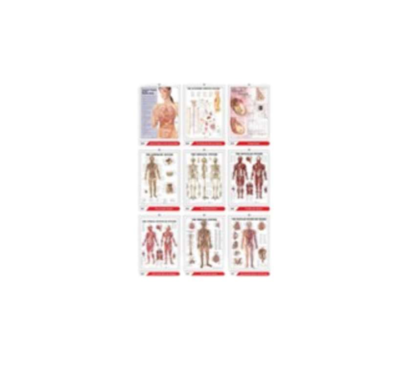 Jual 3D Anatomical Chart Poster Bagan Anatomi Tubuh Manusia di Seller ...