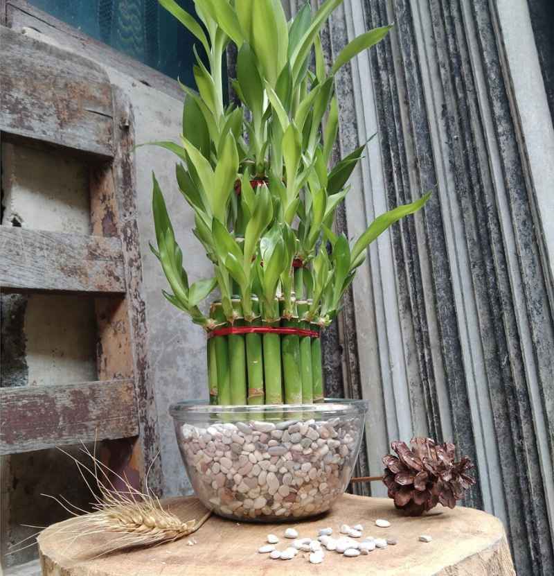 Promo PAKET BAMBU CINA MANGKUK BESAR BATU CORAL PUTIH PANCAWARNA HIASAN ...