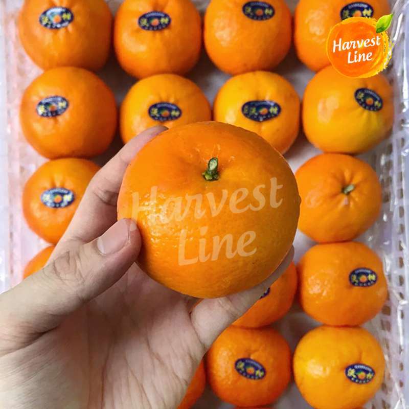 Jual Jeruk Wogan Mandarin Harga Grosir Juli 2024 - Blibli