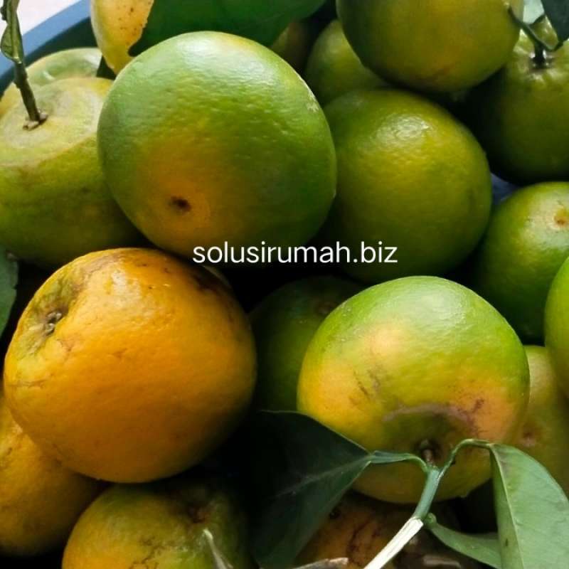 Jual Jeruk Malang 1 Kg Fresh Terbaru - Harga Promo Februari 2024 | Blibli