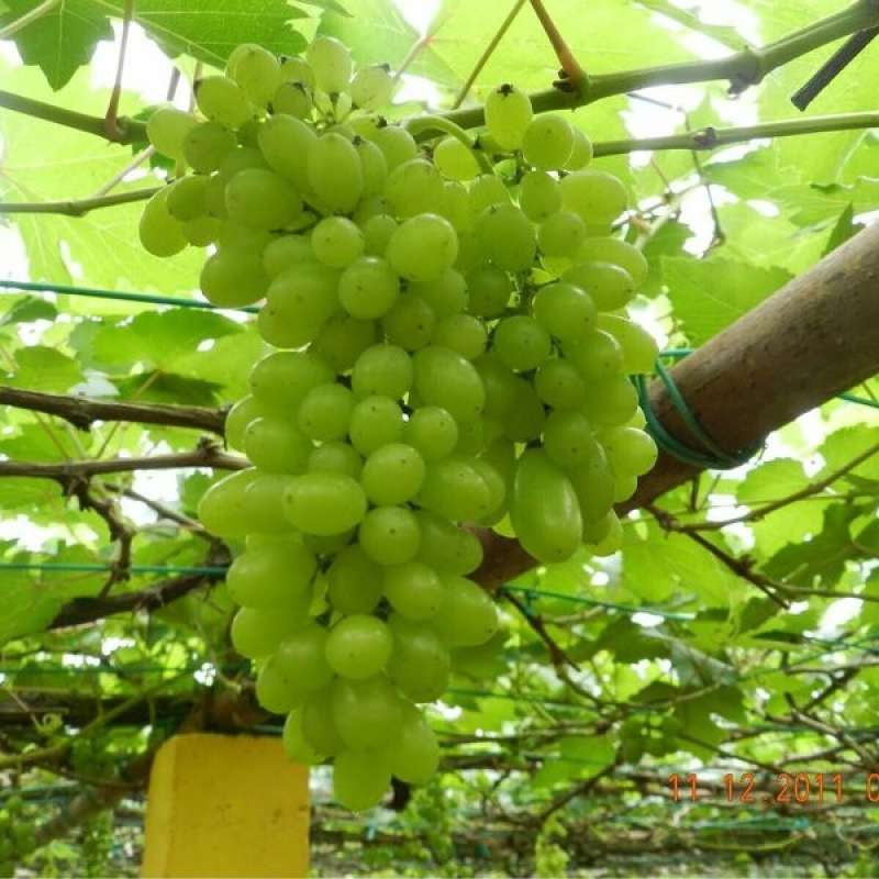 Jual Bibit anggur import autumn king seedless di Seller rumah bibitku ...